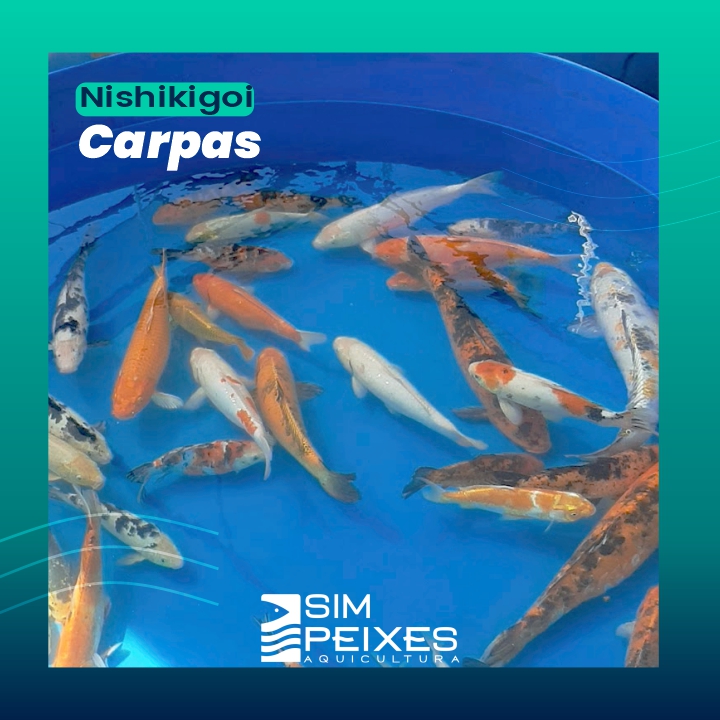 Carpas Nishikigoi - Sim Peixes