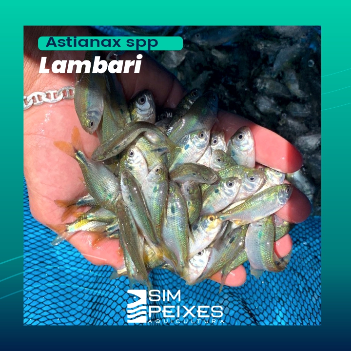Lambari Tambiú ( Astianax spp) - Sim Peixes