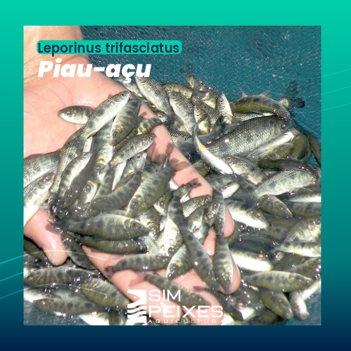 Piau-açu (Leporinus macrocephalus) - Sim Peixes