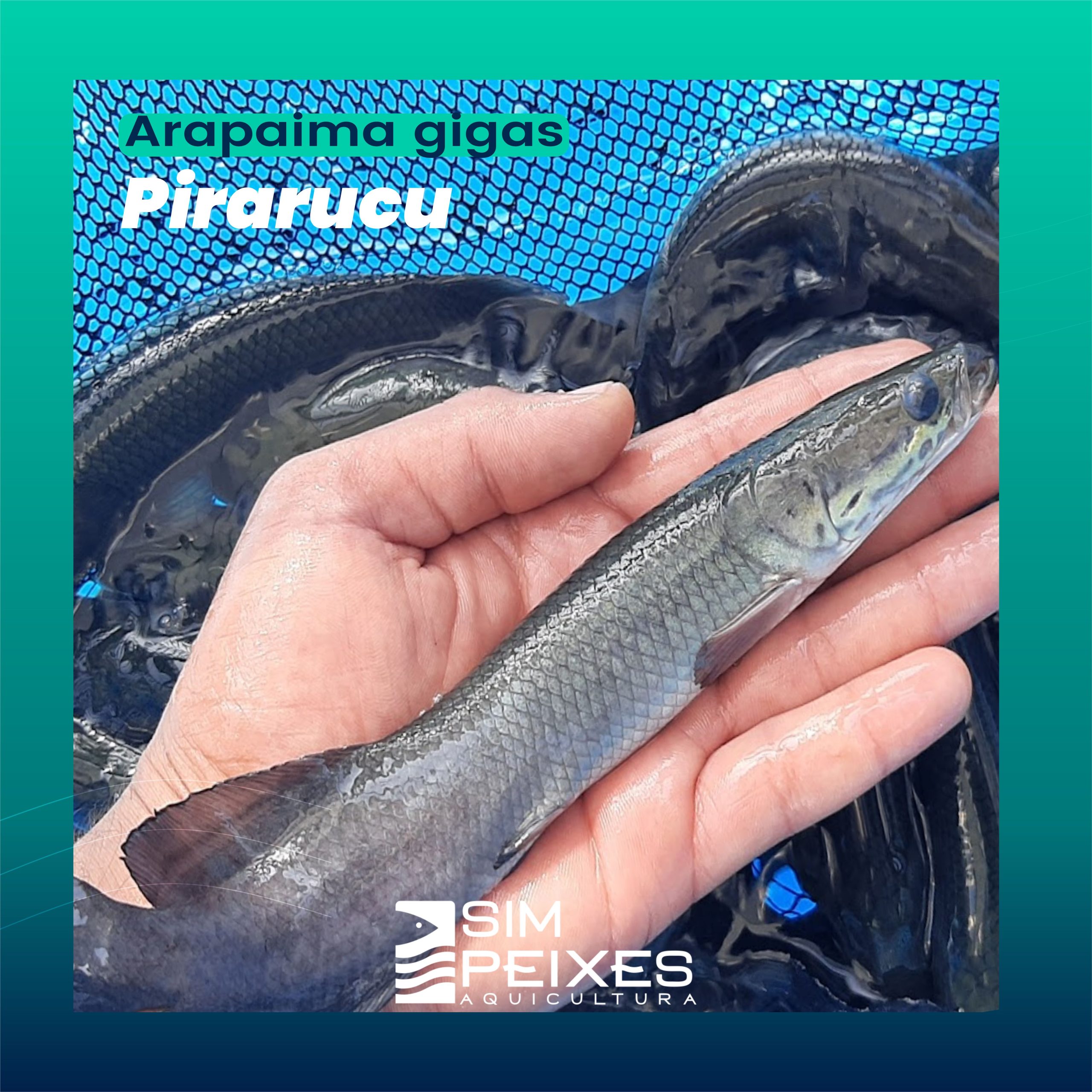 Pirarucu (Arapaima gigas) - Sim Peixes