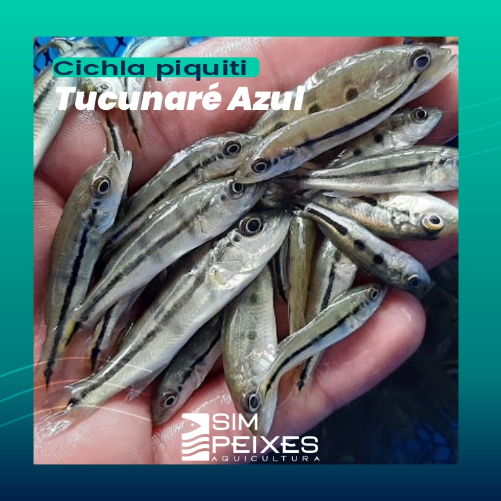 Tucunare Azul Camisa De Pesca Tucunaré Azul Extreme Fish | Stop Print