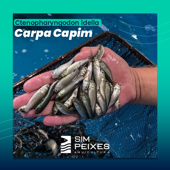 Carpa Capim (Ctenopharyngodon idella) - Sim Peixes