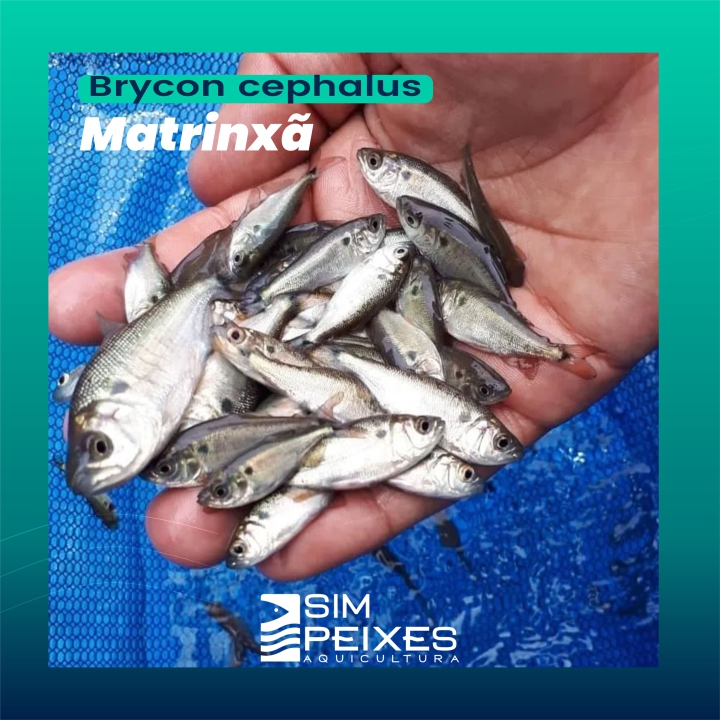 Matrinxã (Brycon cephalus) - Sim Peixes