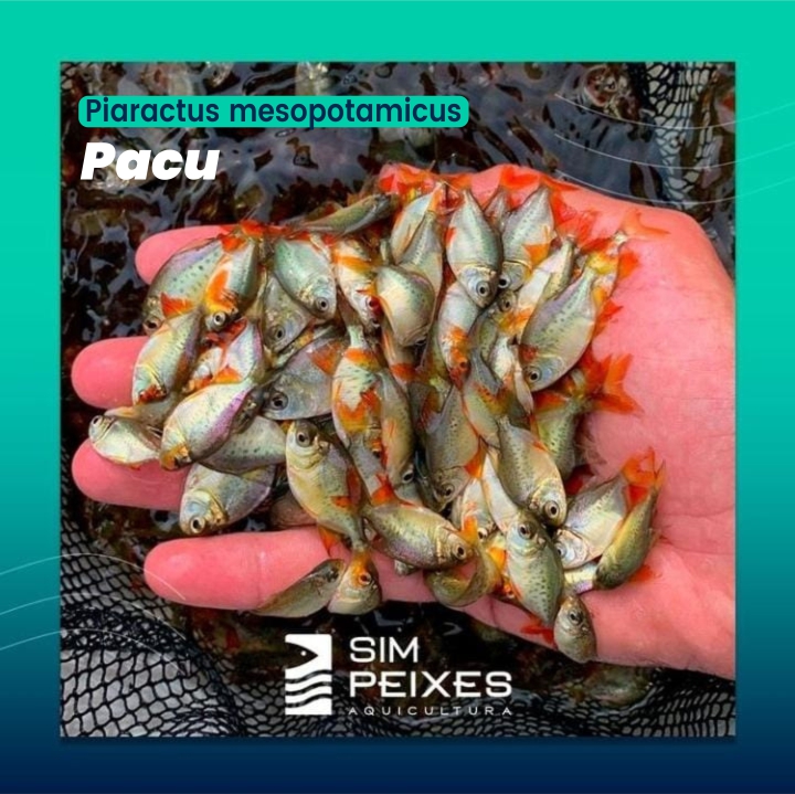 Pacu (Piaractus mesopotamicus) - Sim Peixes