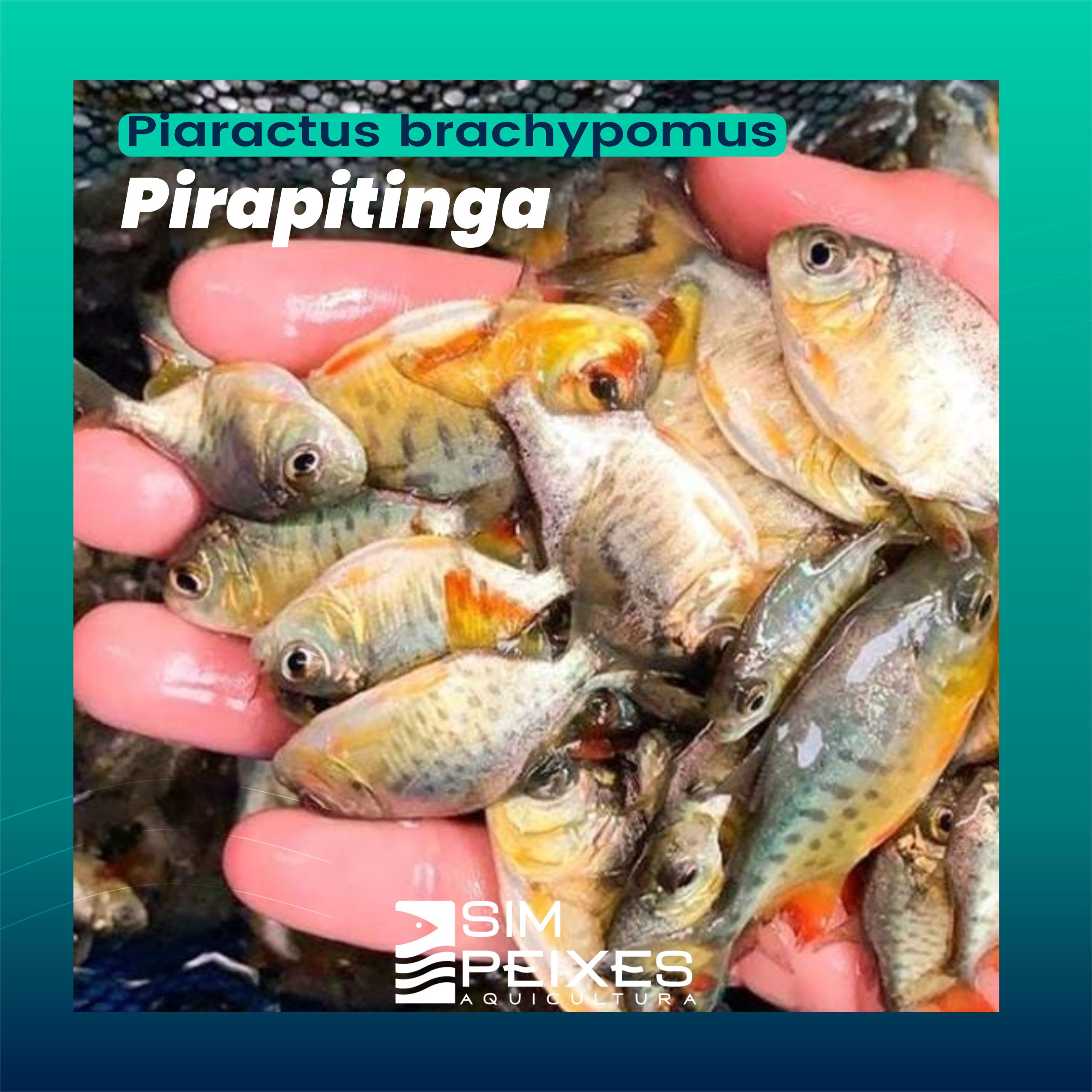 Pirapitinga (Piaractus brachypomus) - Sim Peixes