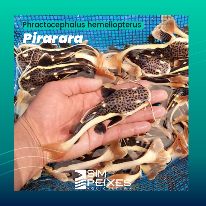 Pirarara (Phractocephalus hemioliopterus) - Sim Peixes