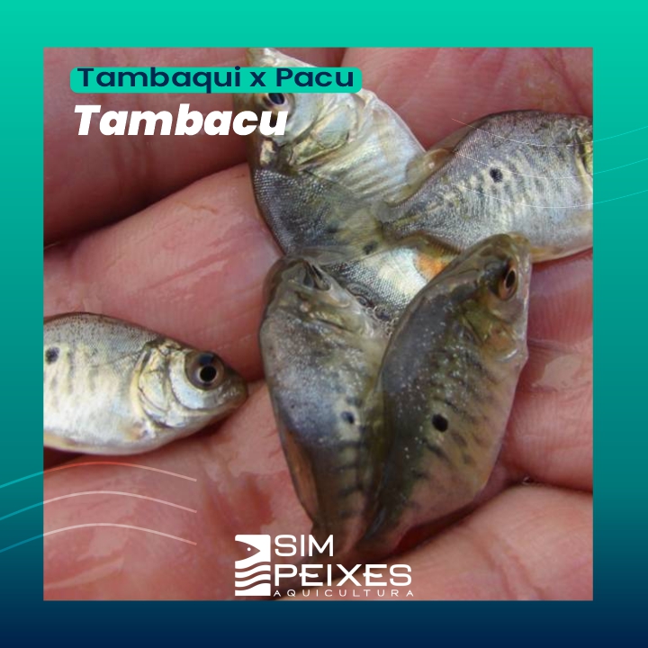 Tambacu (Tambaqui x Pacu) - Sim Peixes