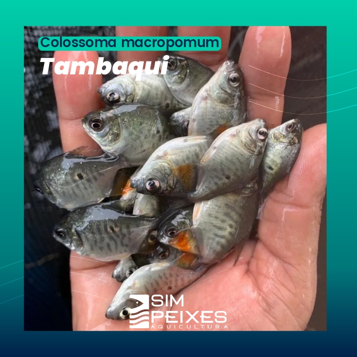 Arquivos Tambaqui - Sim Peixes